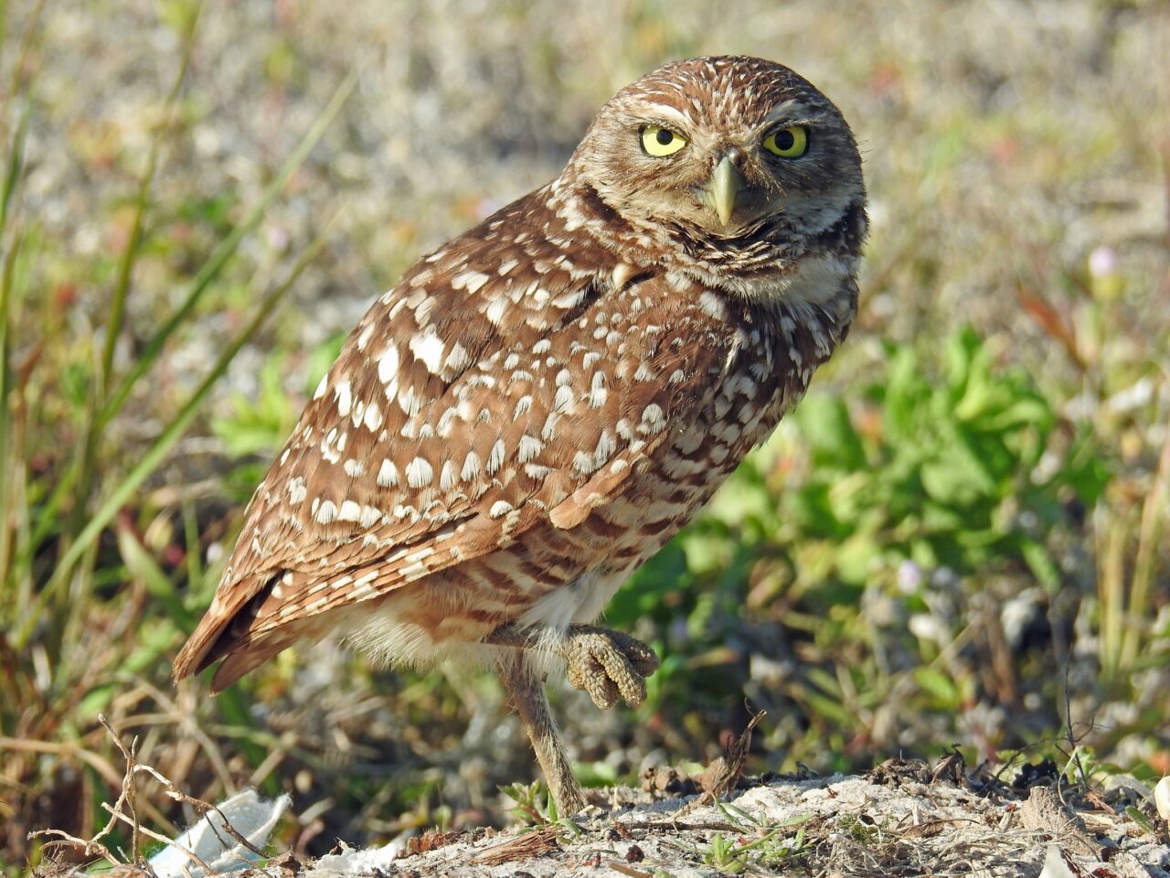 Cleaning an Owl Burrow | Cape Coral Friends of Wildlife