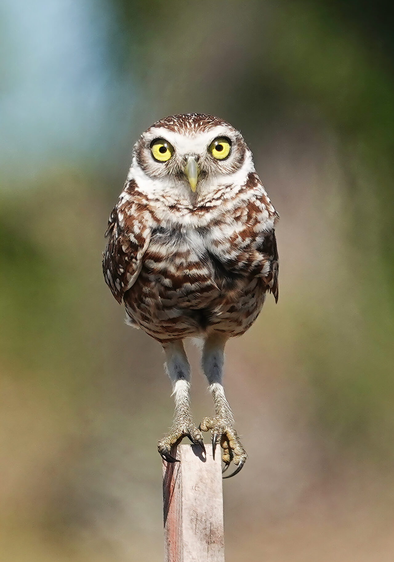 Burrowing Owl Viewing Etiquette | Cape Coral Friends of Wildlife