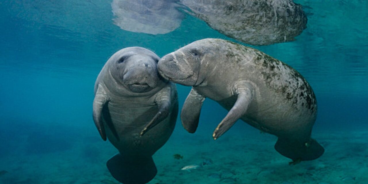 Manatee | Cape Coral Friends of Wildlife