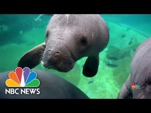 Manatees Mermaid Rescue