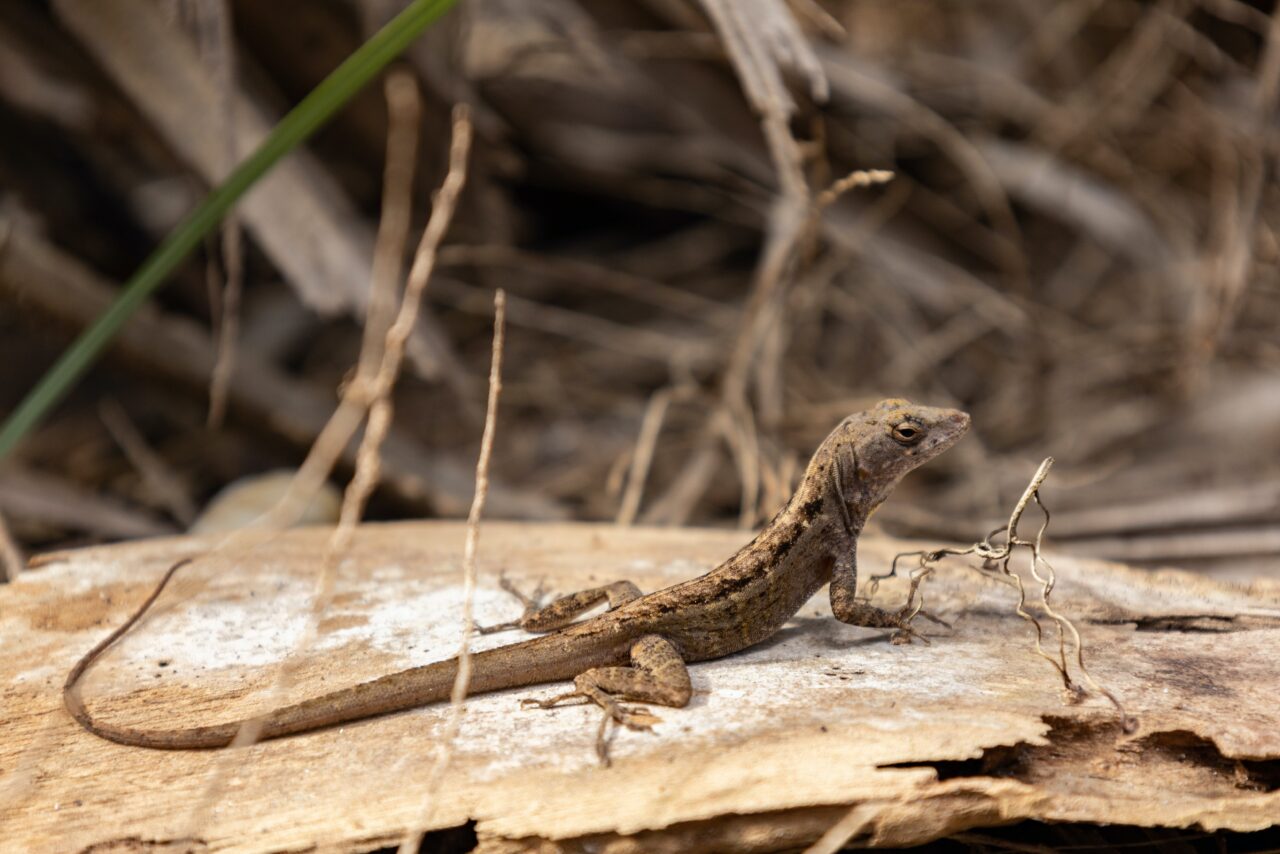 Brown Anole / Green Anole | Cape Coral Friends of Wildlife