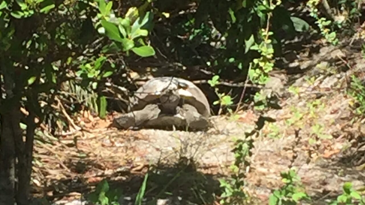 Gopher Tortoise | Cape Coral Friends of Wildlife