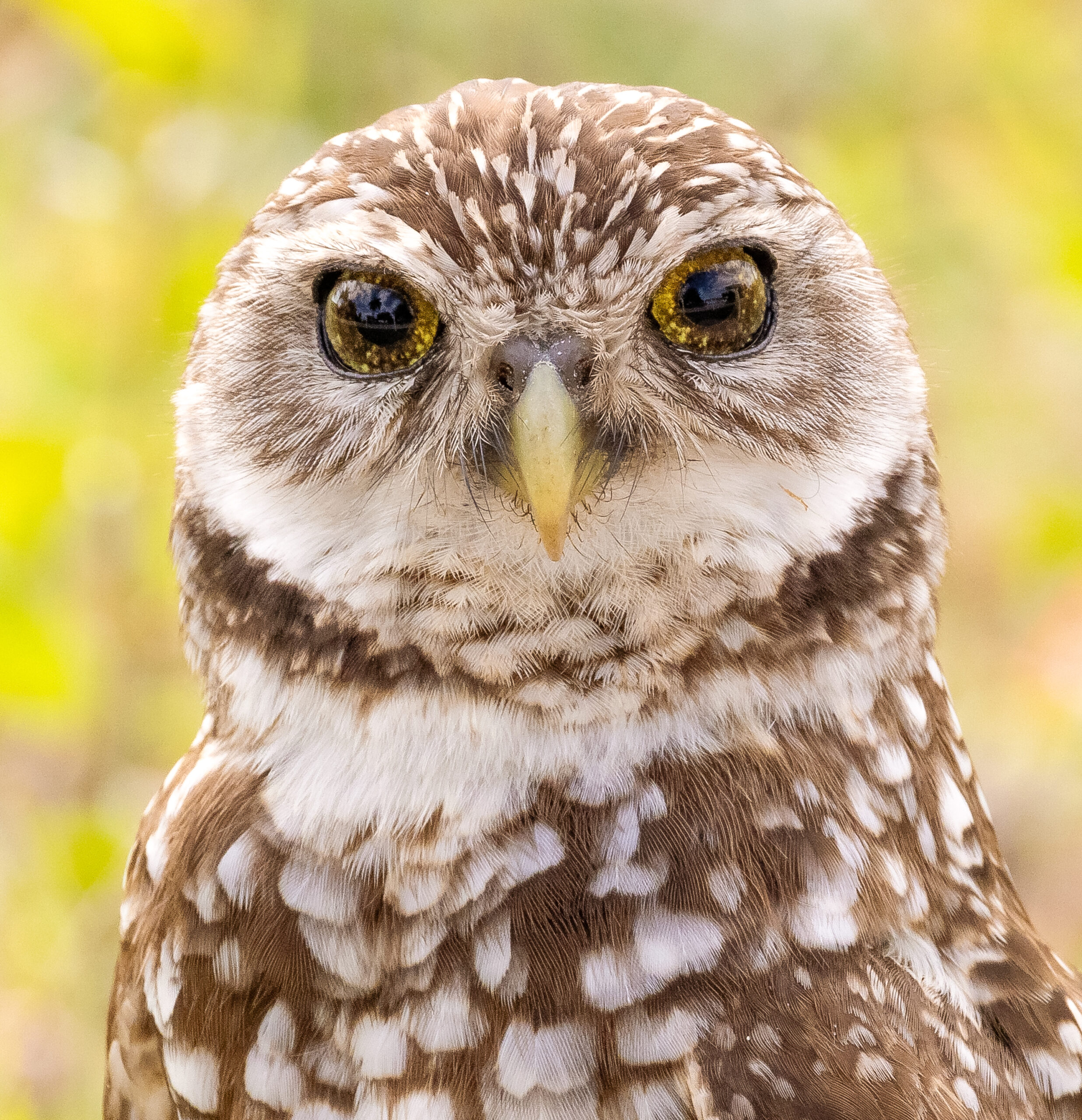 2026 Burrowing Owl Photo Contest Results | Cape Coral Friends of Wildlife