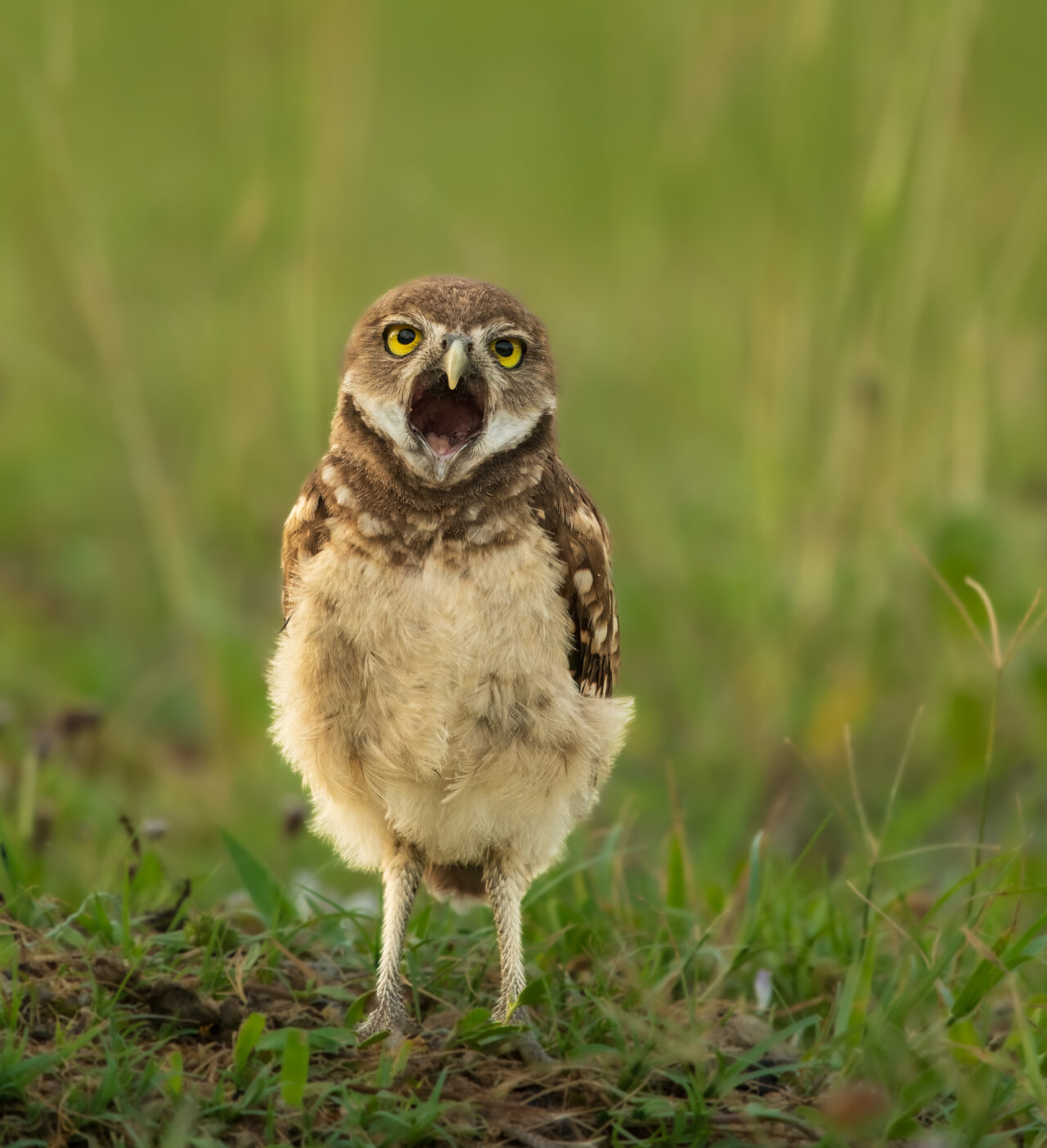 2026 Burrowing Owl Photo Contest Results | Cape Coral Friends of Wildlife