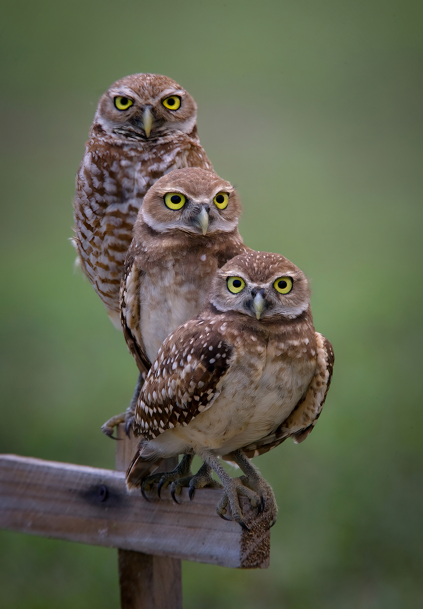 2026 Burrowing Owl Photo Contest Results | Cape Coral Friends of Wildlife